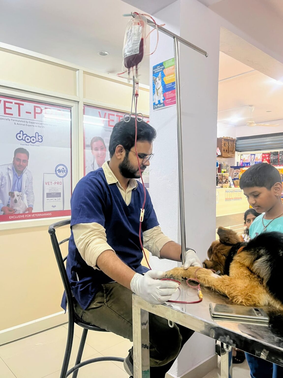 A Practical Guide On Improving Your Dog's Platelet Levels
