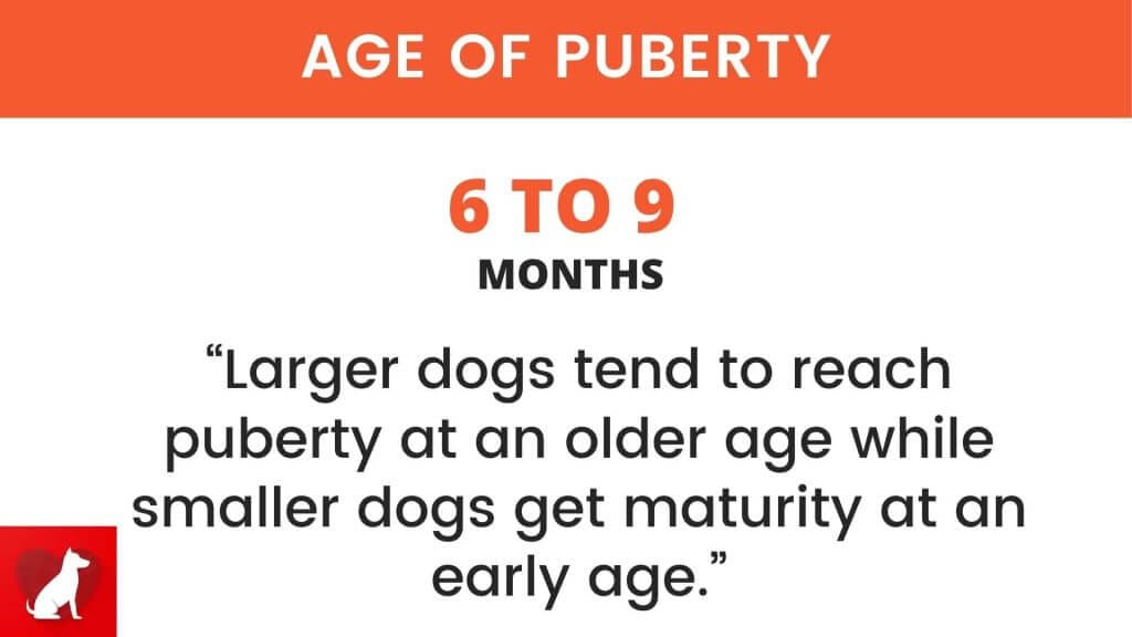 Breeding Female Dog Heat Cycle: Guide To Pregnancy & Whelping