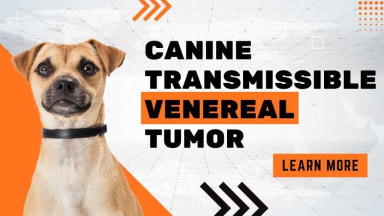 TVT In Dogs - Canine Transmissible Venereal Tumor