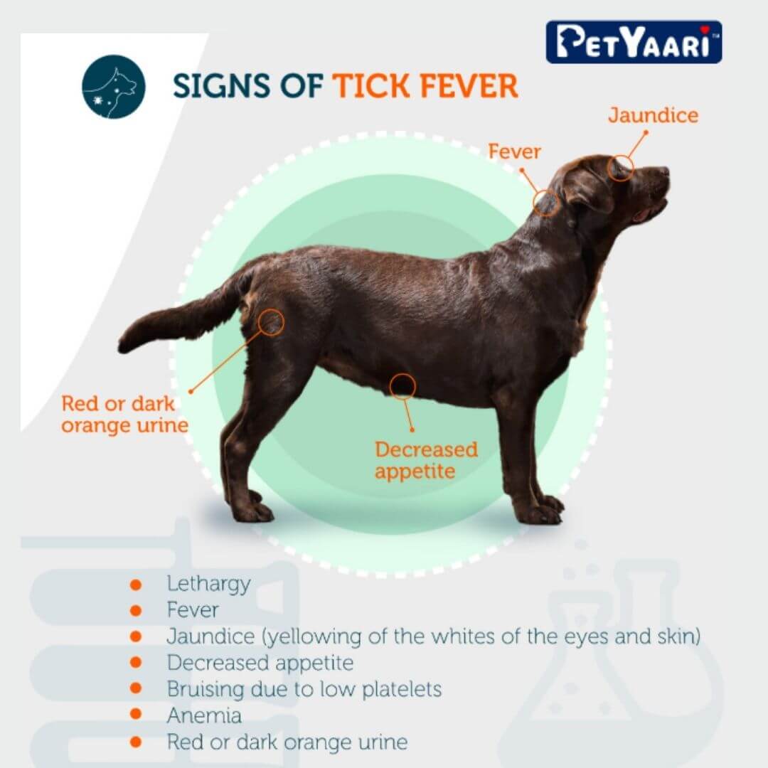 A Practical Guide On Improving Your Dog's Platelet Levels