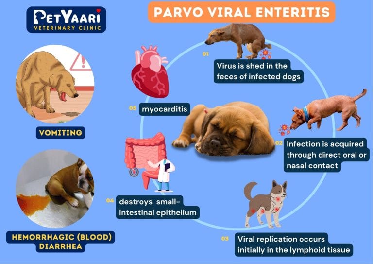 Parvo in Dogs: Symptoms, Treatment & Prevention Guide (India)