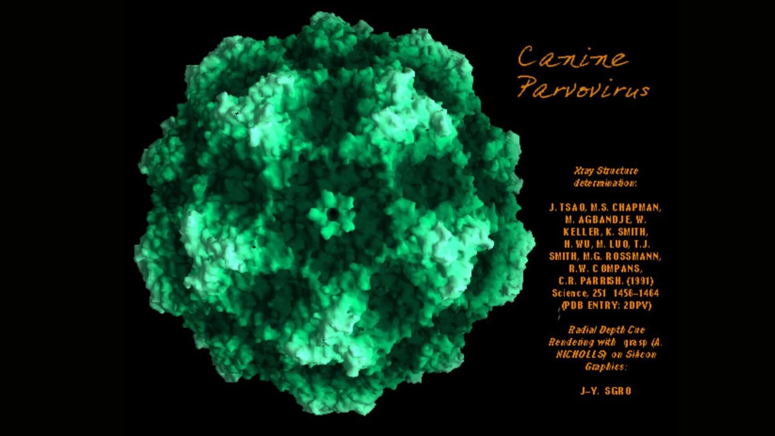 Parvo In Dogs: Symptoms, Treatment & Prevention Guide (India)