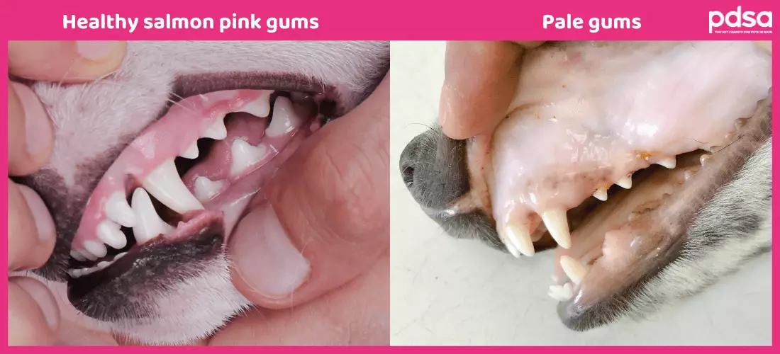 A Practical Guide On Improving Your Dog's Platelet Levels